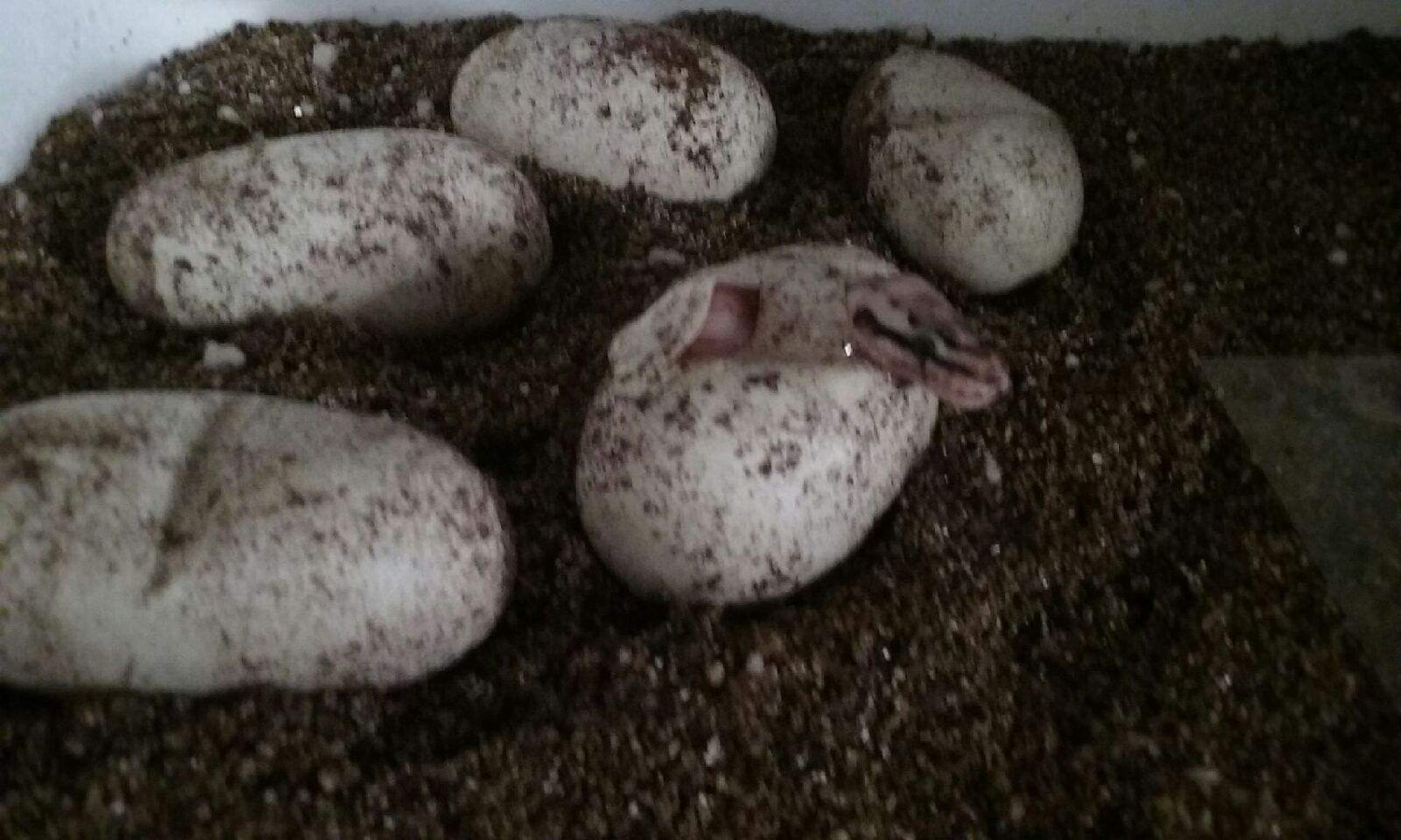 Ball Python Clutch: 3 by Toolboxpythons - MorphMarket