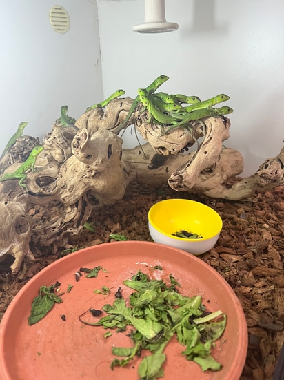 Ctenosaura Pectinata (Banana) Other Iguana by Toolson Reptiles