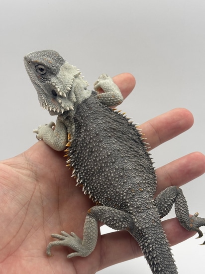 Full Body Red Monster Hypo Paradox 👹 Central Bearded Dragon by Tooth ...