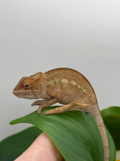 Cute And Sweet Well Started Ambilobe Panther Chameleon by Tooth and ...