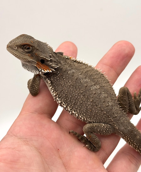 High Expression Paradox Red Monster Central Bearded Dragon by Tooth and ...