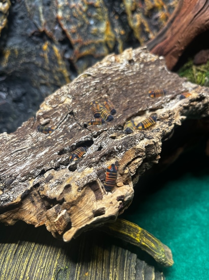 Ardentiella Sp “Ember Bees” Isopod by Top Scale Geckos