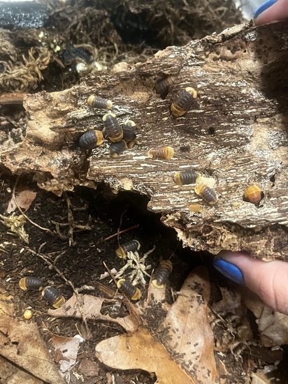 CUBARIS SP. ‘RUBBER DUCKY’ ISOPODS 10ct Isopod by Top Scale Geckos