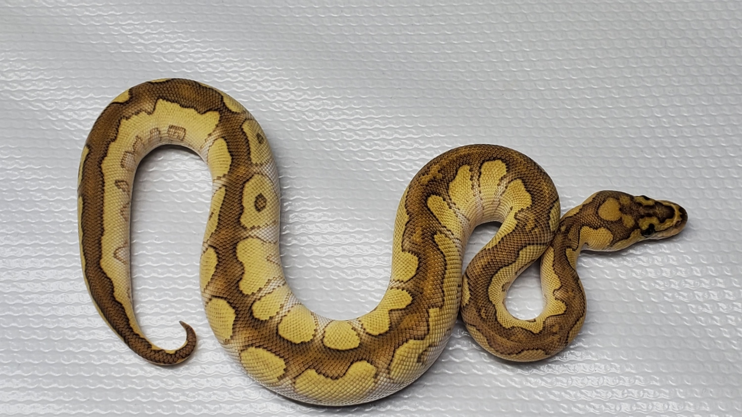 Lesser Clown Ball Python by Top Moon Reptiles - MorphMarket