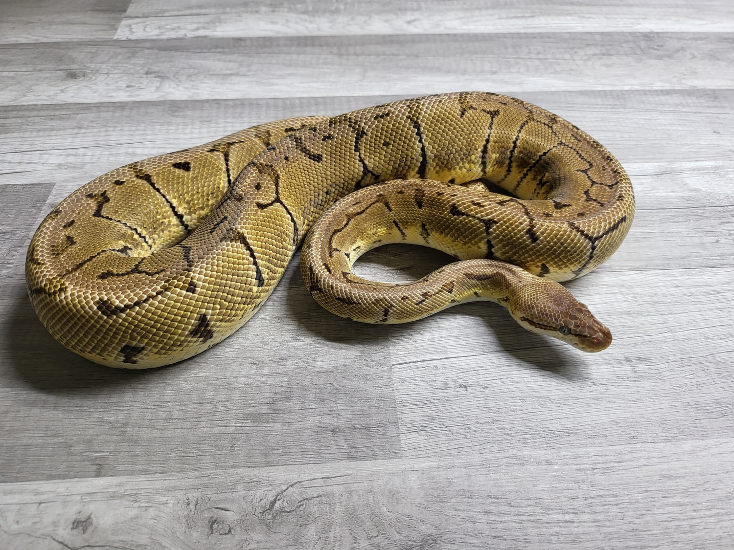 Pastel Pinstripe Het Desert Ghost Ball Python by Top Moon Reptiles ...
