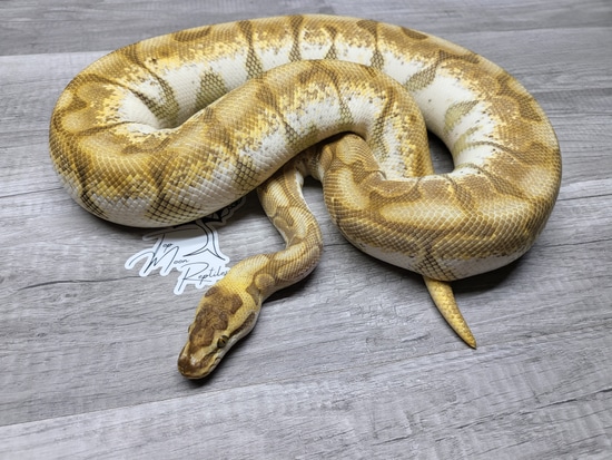 Enchi Lesser Spider Ball Python by Top Moon Reptiles