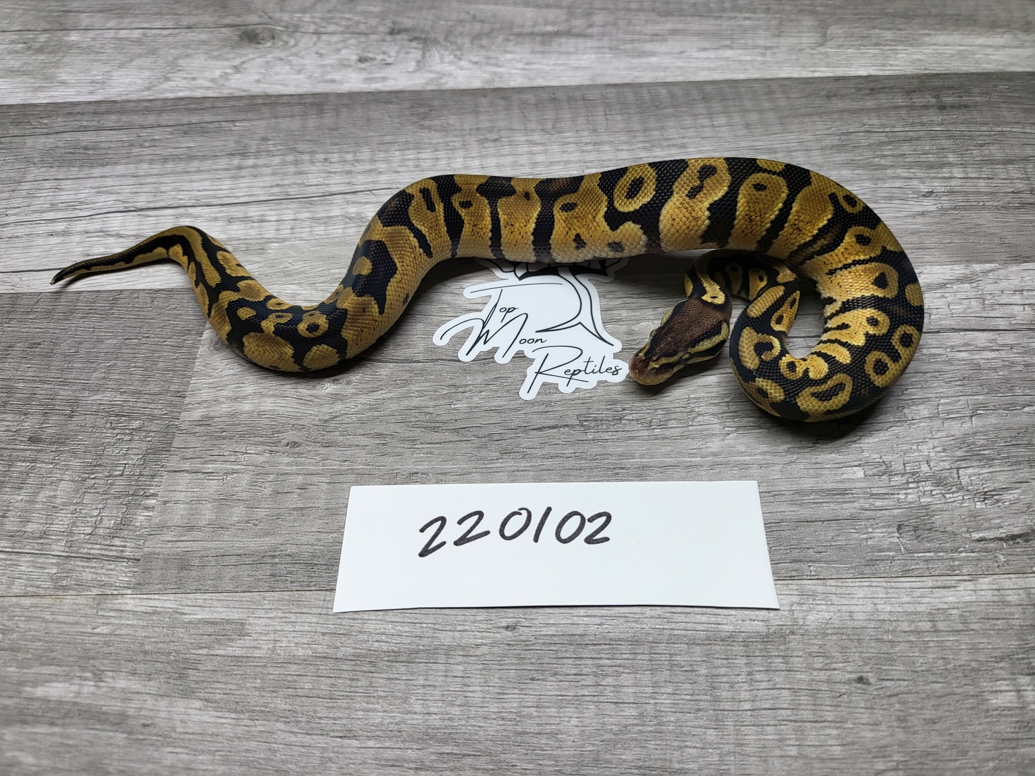 Pastel Het Desert Ghost Pied Ball Python by Top Moon Reptiles - MorphMarket