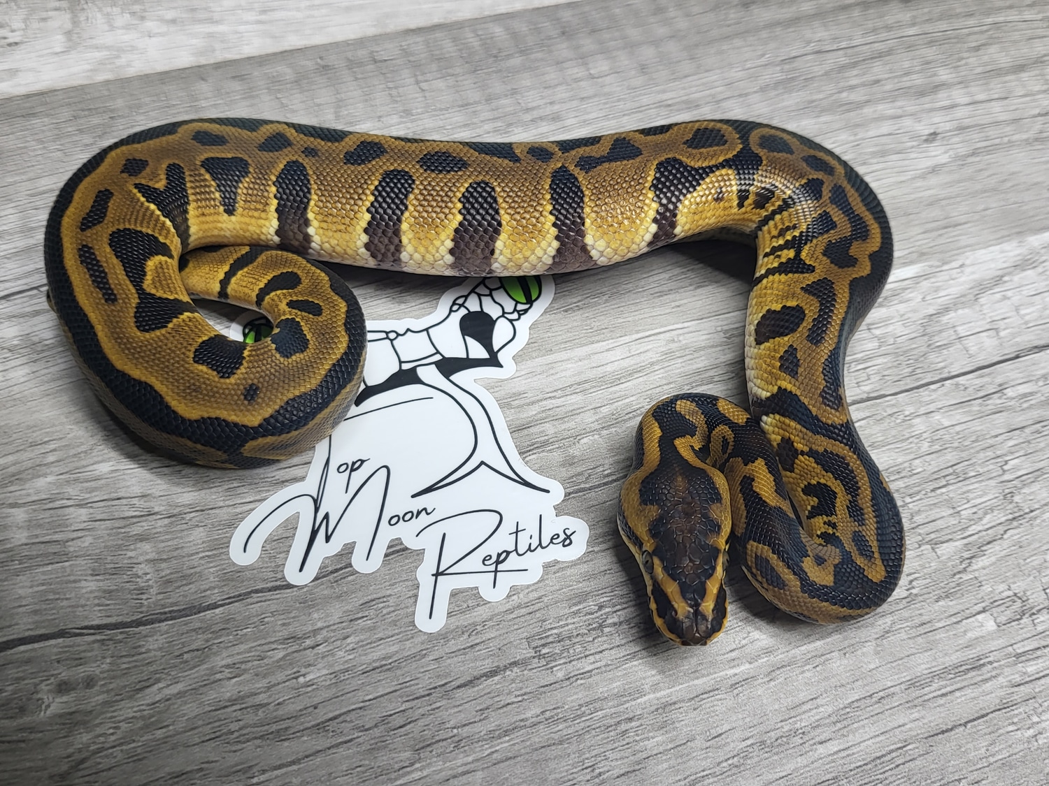 Enchi Leopard 66% Het Clown Ball Python by Top Moon Reptiles - MorphMarket