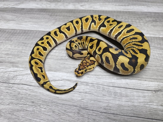 Spotnose Crypton Ball Python by Top Moon Reptiles