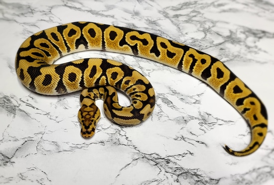 Spotnose Crypton Ball Python by Top Moon Reptiles