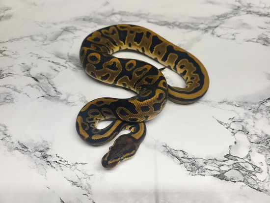 Leopard Het Puzzle Ball Python by Top Moon Reptiles