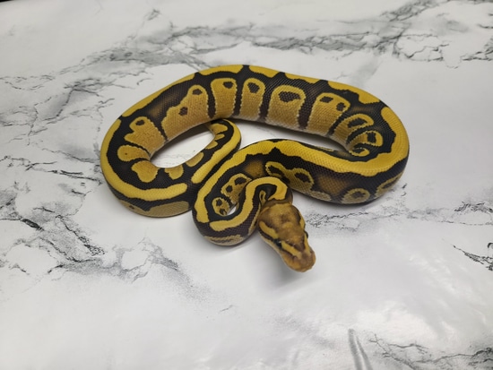 Fire Desert Ghost Het Hypo Ball Python by Top Moon Reptiles
