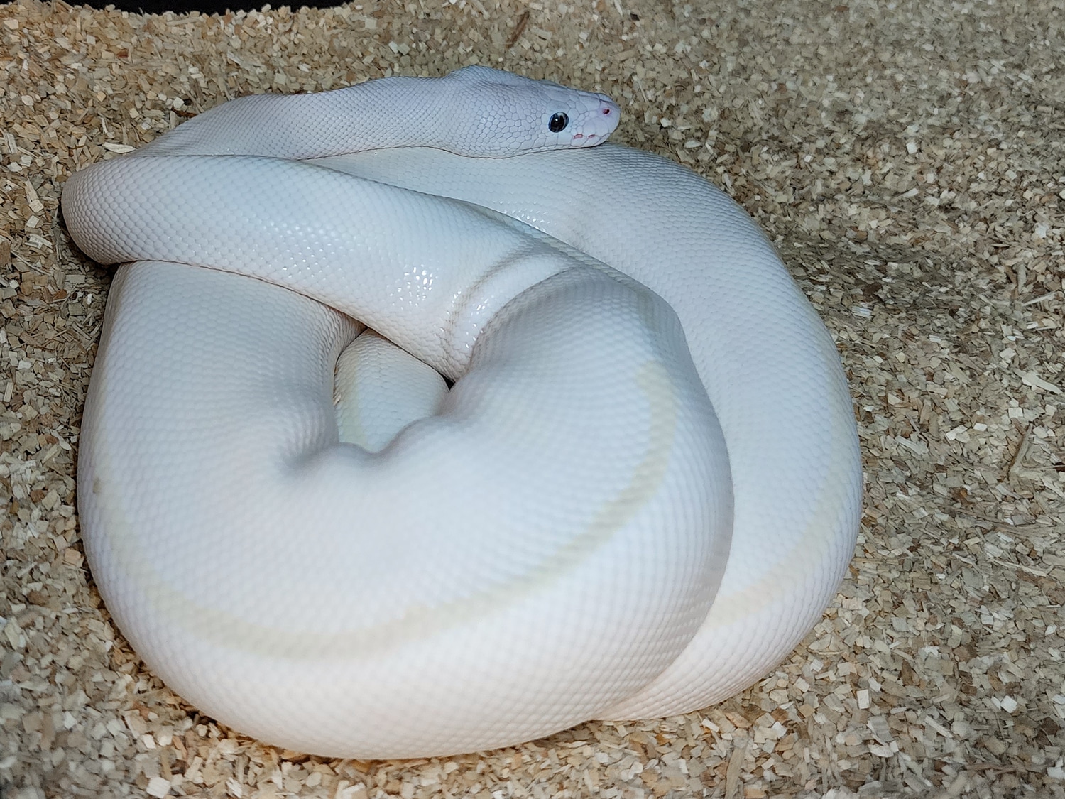 BEL Super Russo Ball Python by Top Branch Reptiles - MorphMarket
