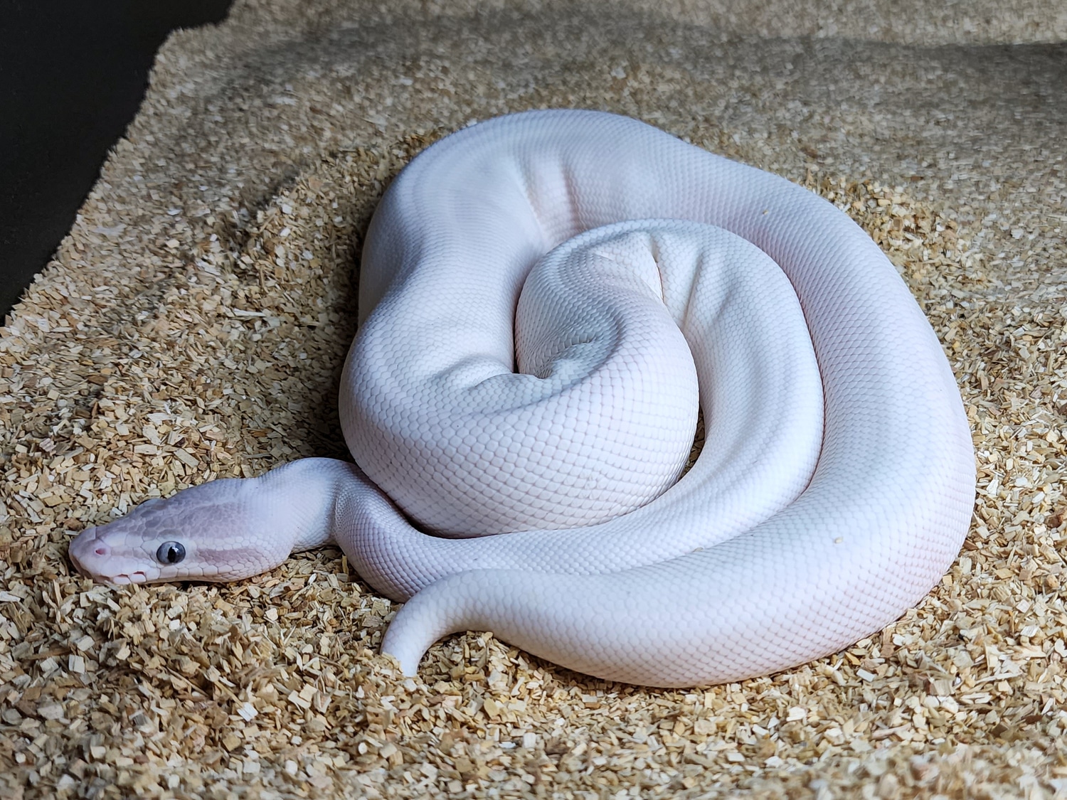 BEL Super Mojave Ball Python by Top Branch Reptiles - MorphMarket