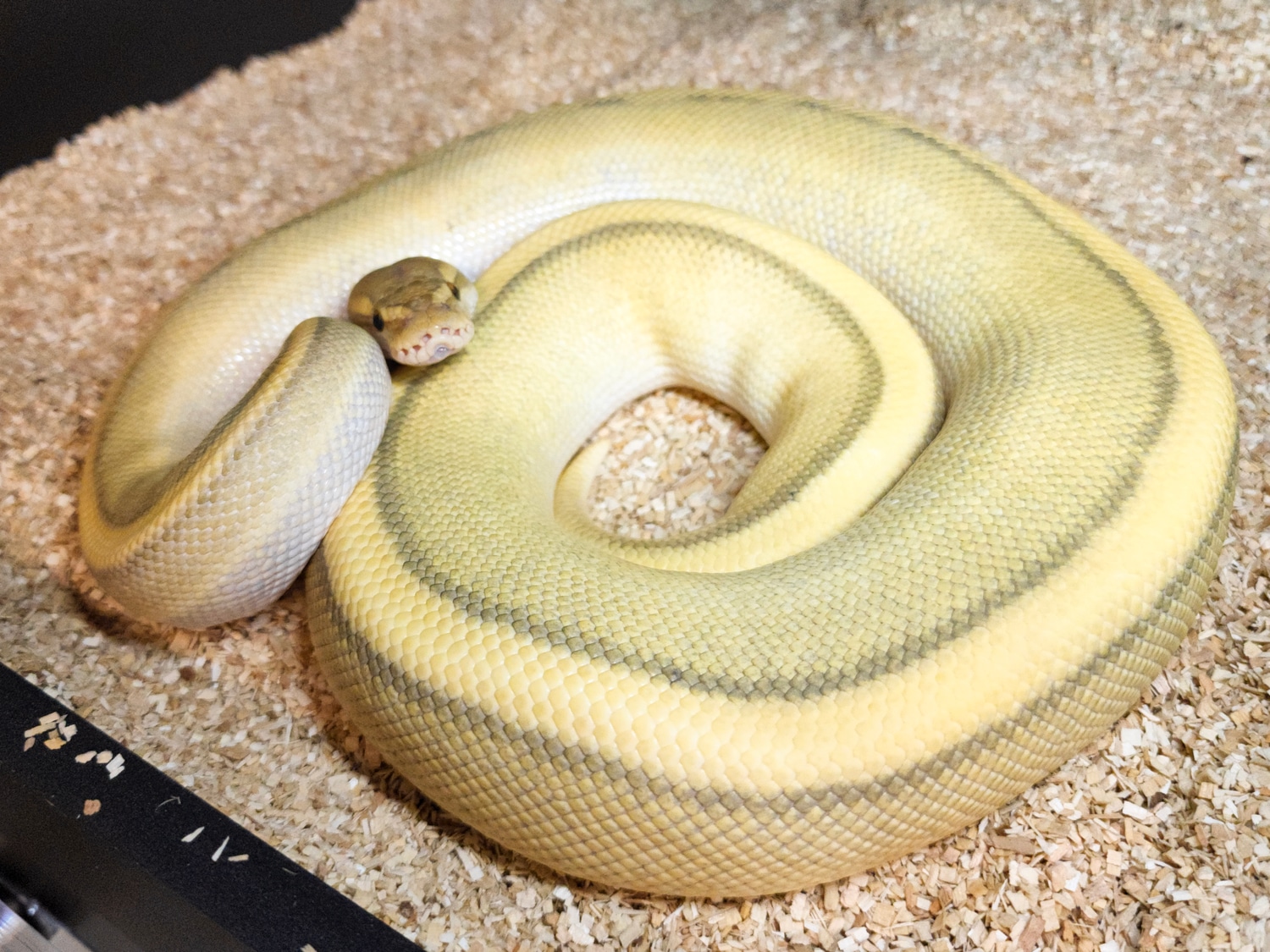Butter Ghost Genetic Stripe Ball Python by Top Branch Reptiles ...