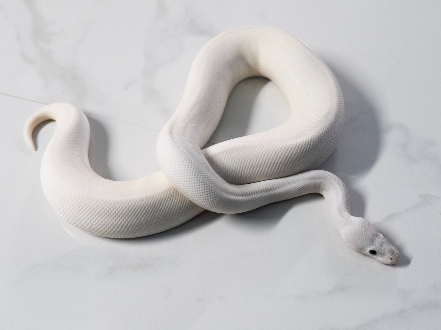 Perfect Super Fire Ball Python by Top Branch Reptiles - MorphMarket