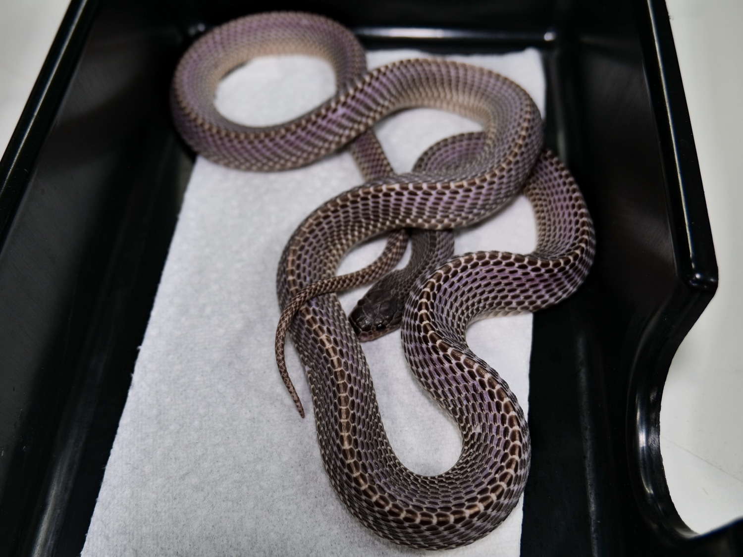 LTC African File Snake More Colubrid by Top Branch Reptiles - MorphMarket