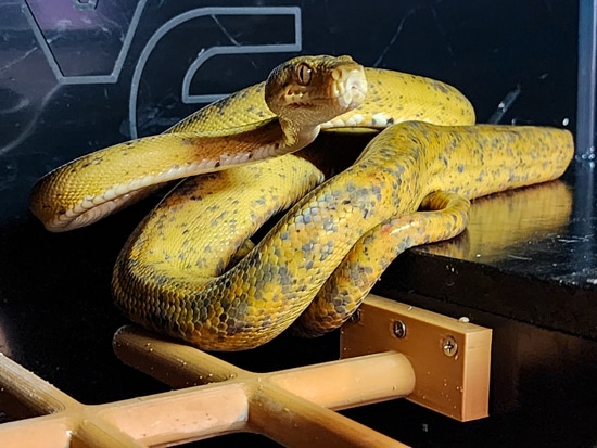 Orange ATB Amazon Tree Boa by Top Branch Reptiles