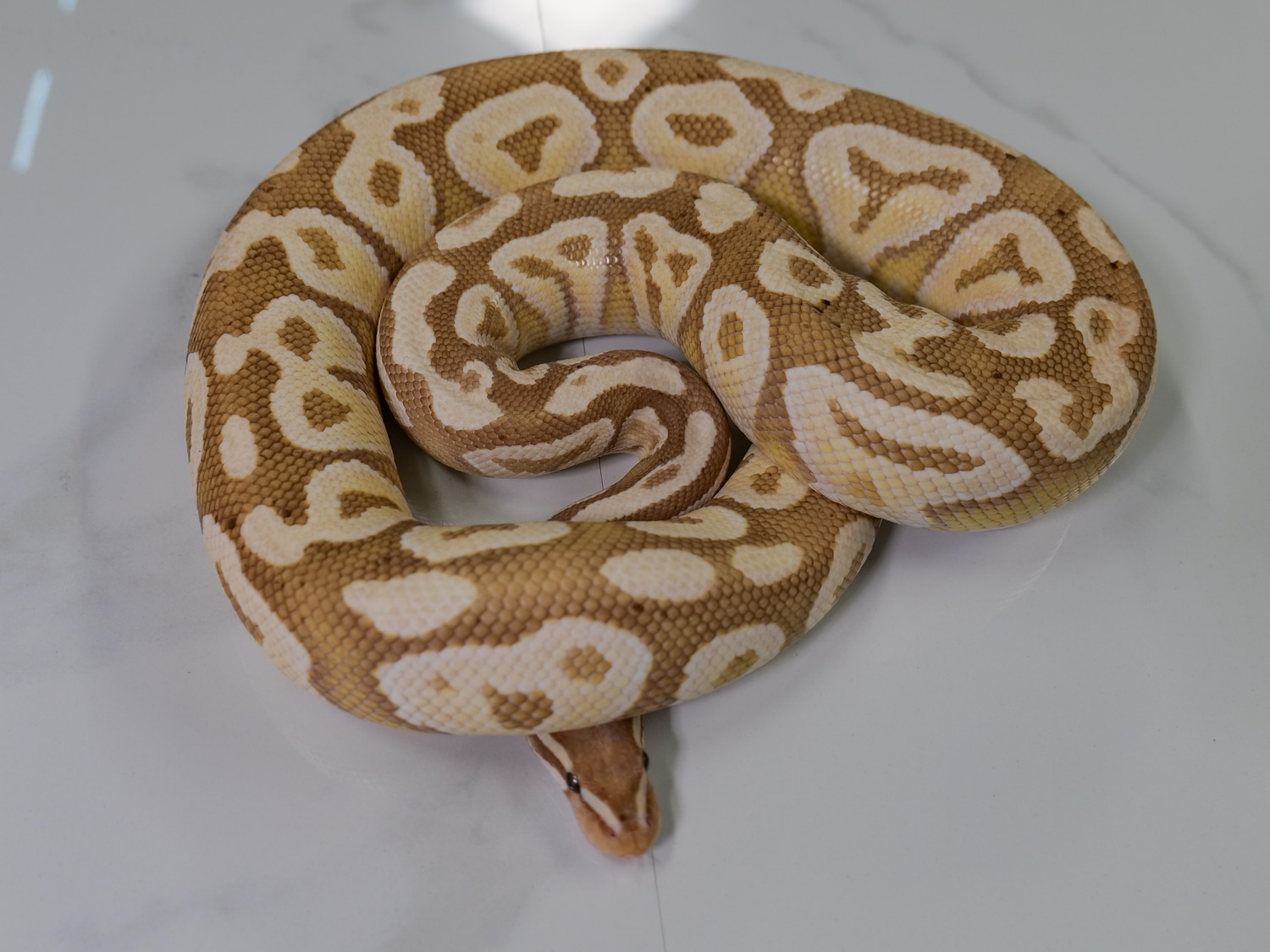 Banana Phantom Ball Python by Top Branch Reptiles - MorphMarket