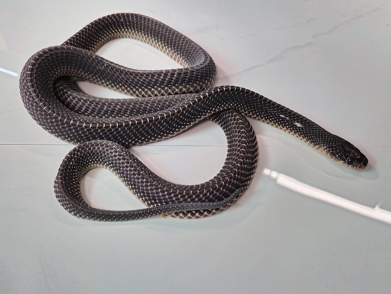 African File Snake Limaformosa Crossi More Colubrid by Top Branch Reptiles