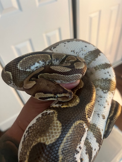 Calico Het Albino 1375 Grams! Ball Python by TopGun_Exotics