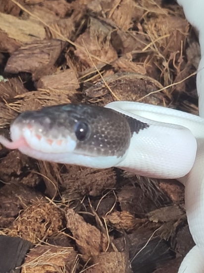 Panda Pied Ball Python by TopGun_Exotics