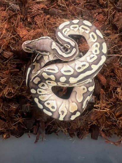 Pastave Poss Het Clown Ball Python by TopGun_Exotics