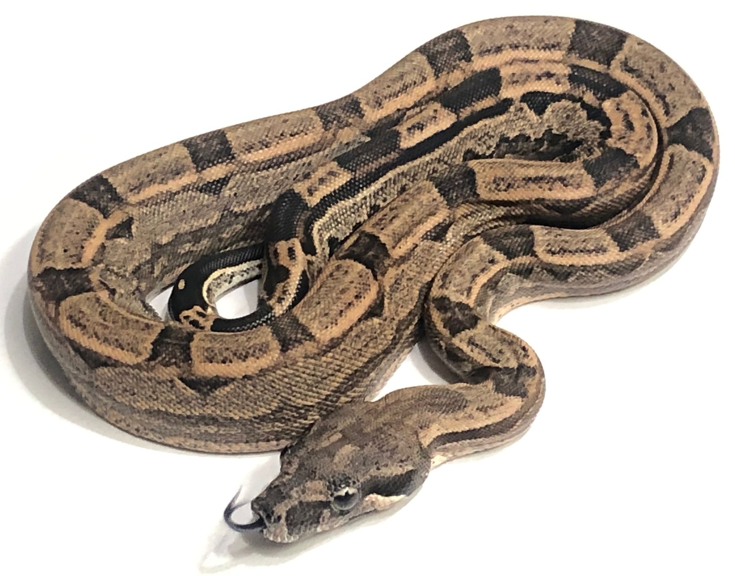 Motley Arabesque Het Albino Boa Constrictor by TopGun Boas - MorphMarket
