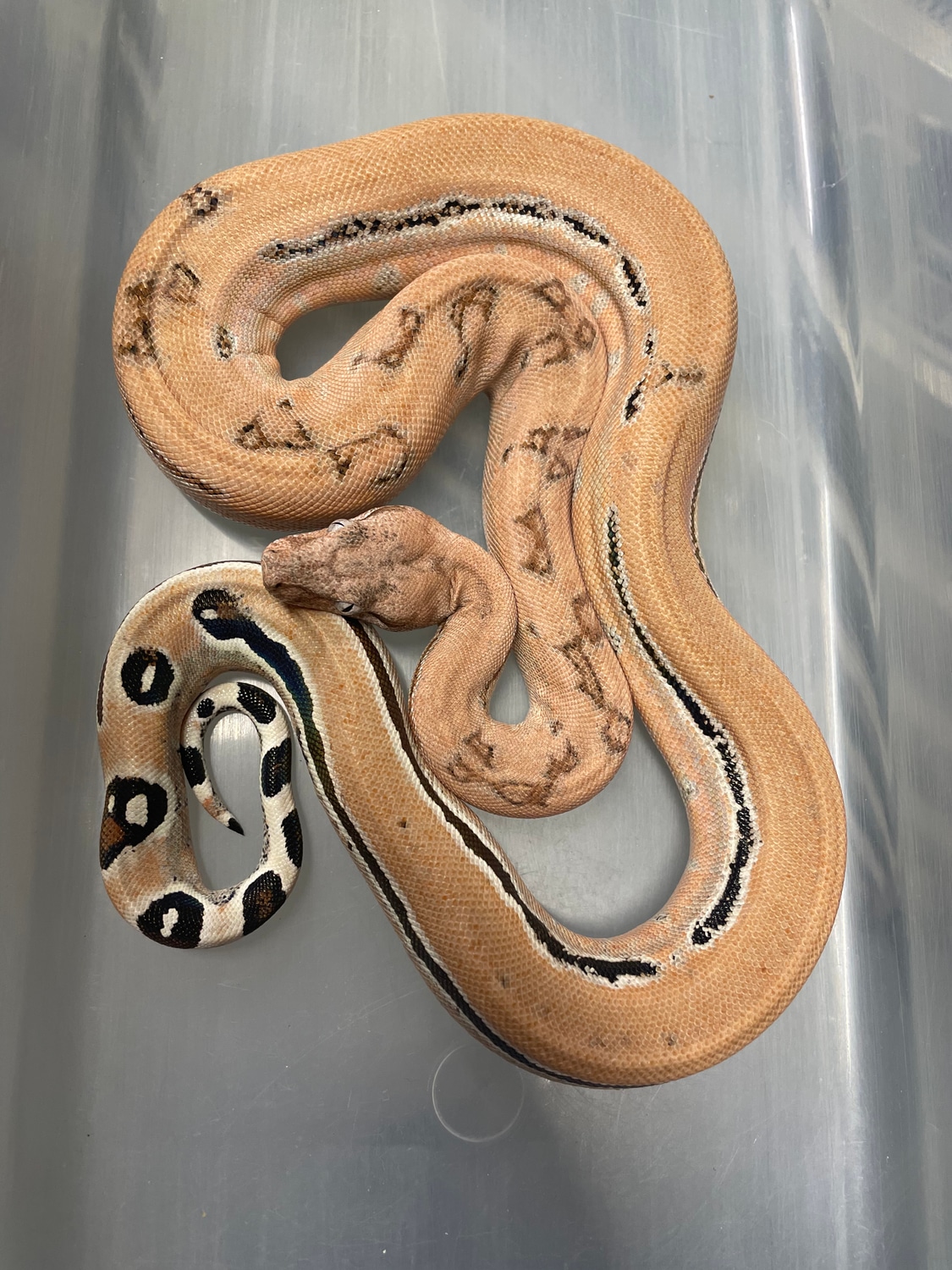 Poss Super Scoria 50% Het Albino Boa Constrictor by TopGun Boas ...