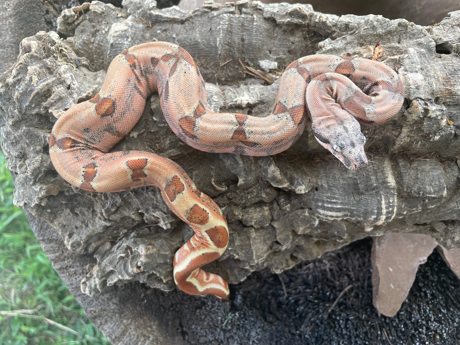 Pos Super Hypo Pos Jungle Aby Het Lipstick Albino Boa Constrictor by ...