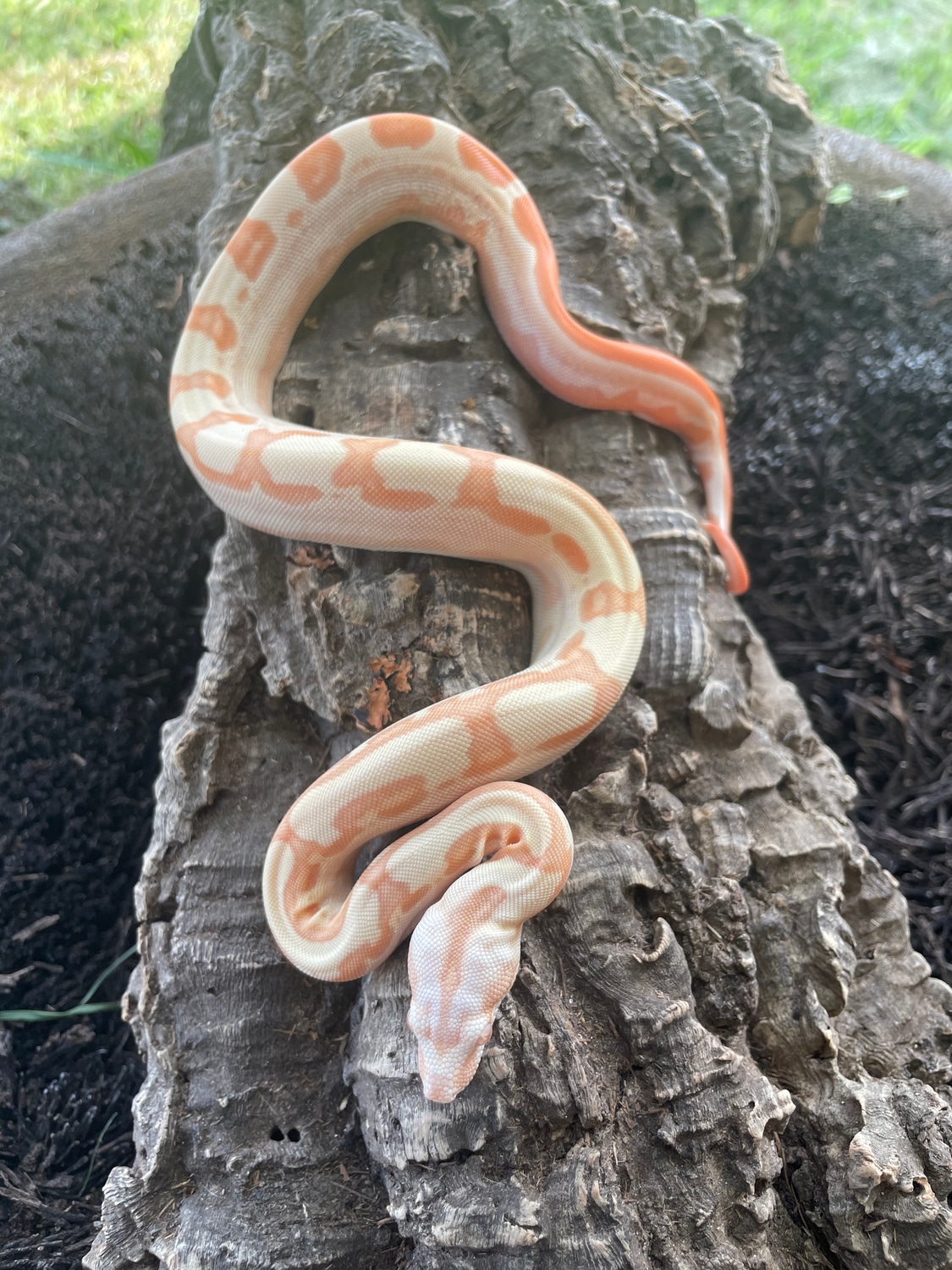 Sunglow Motley Het Anery Boa Constrictor by TopGun Boas - MorphMarket