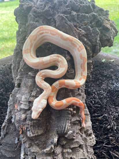 Sunglow Motley Het Anery Boa Constrictor by TopGun Boas