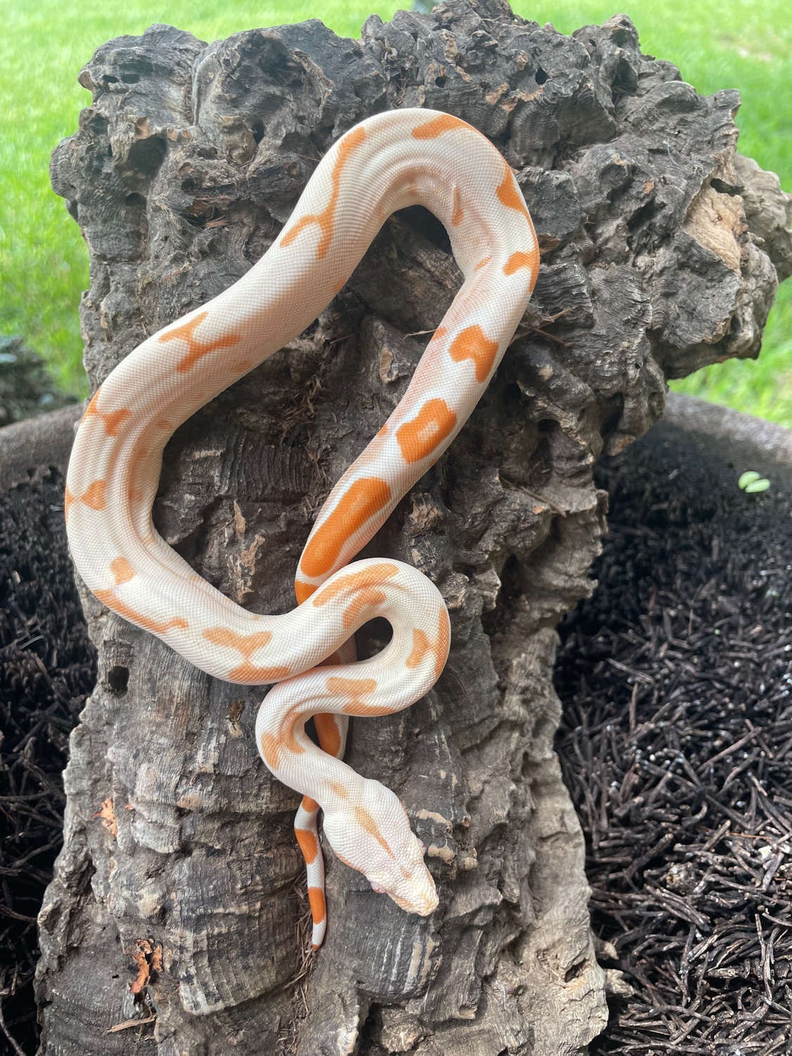Pos Super Sunglow Het Anery Boa Constrictor by TopGun Boas - MorphMarket