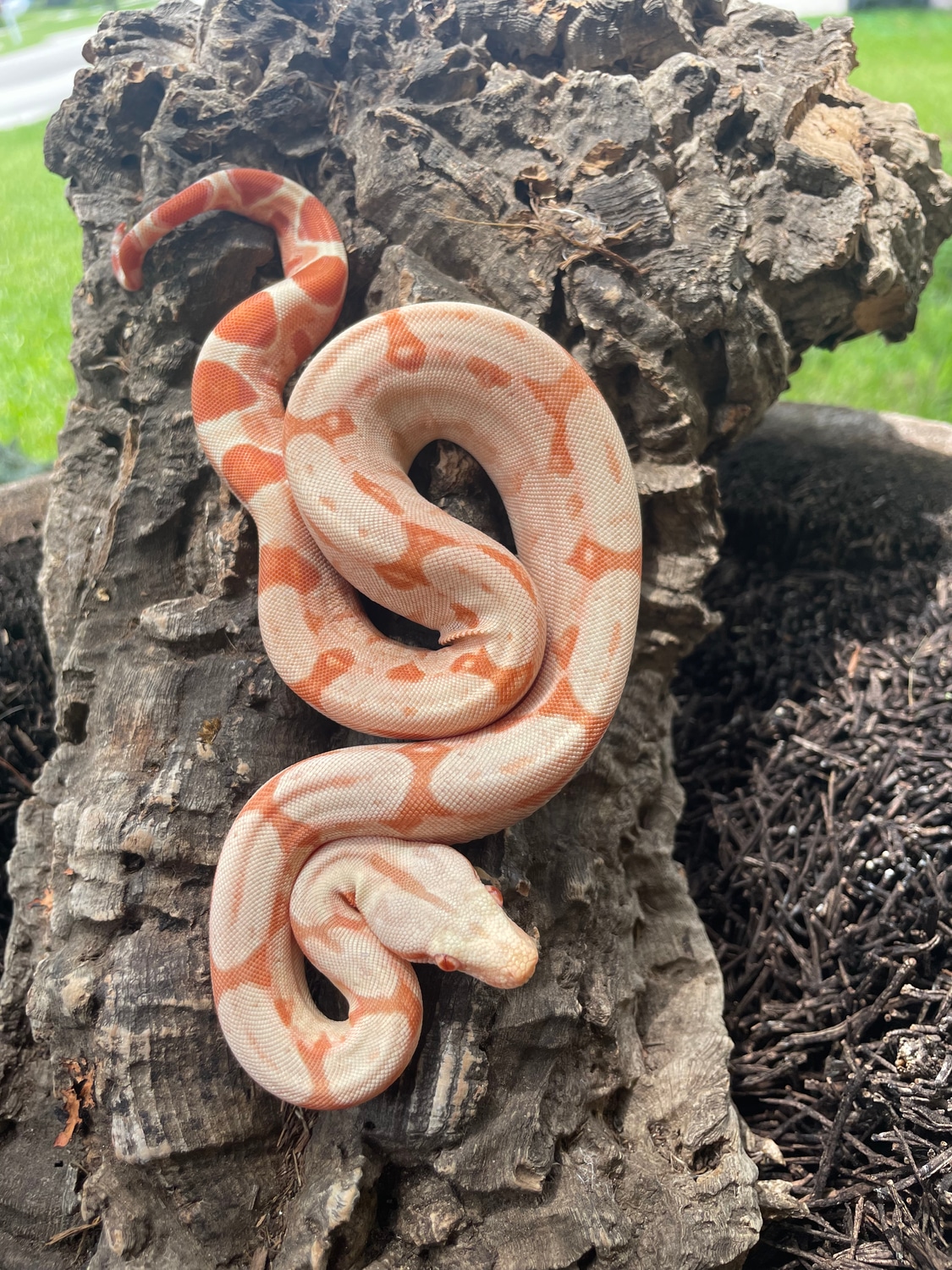 Sunglow Keywest Boa Constrictor by TopGun Boas - MorphMarket