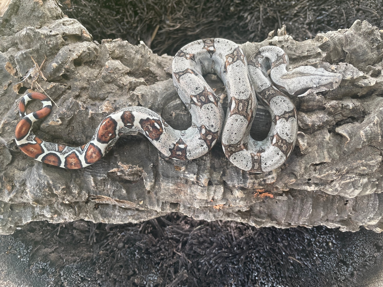 100% Het Vpi Boa Constrictor by TopGun Boas - MorphMarket