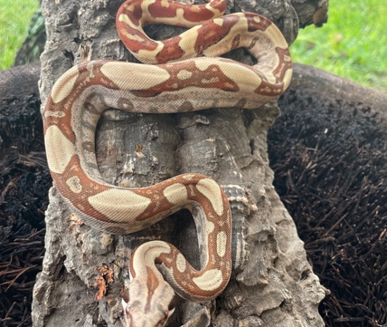 Hypo Possible Super Hypo Jungle Het Vpi Boa Constrictor by Jbarone reptiles - MorphMarket
