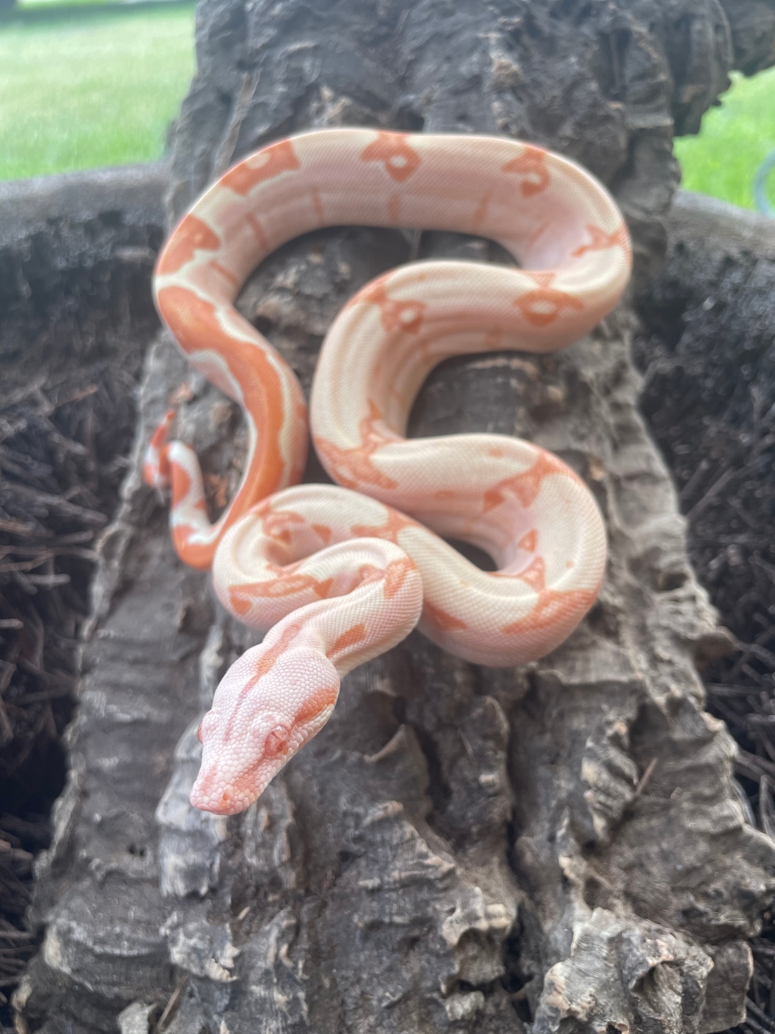 Pos Super Sunglow Jungle 50% Het Blood Boa Constrictor by TopGun Boas ...