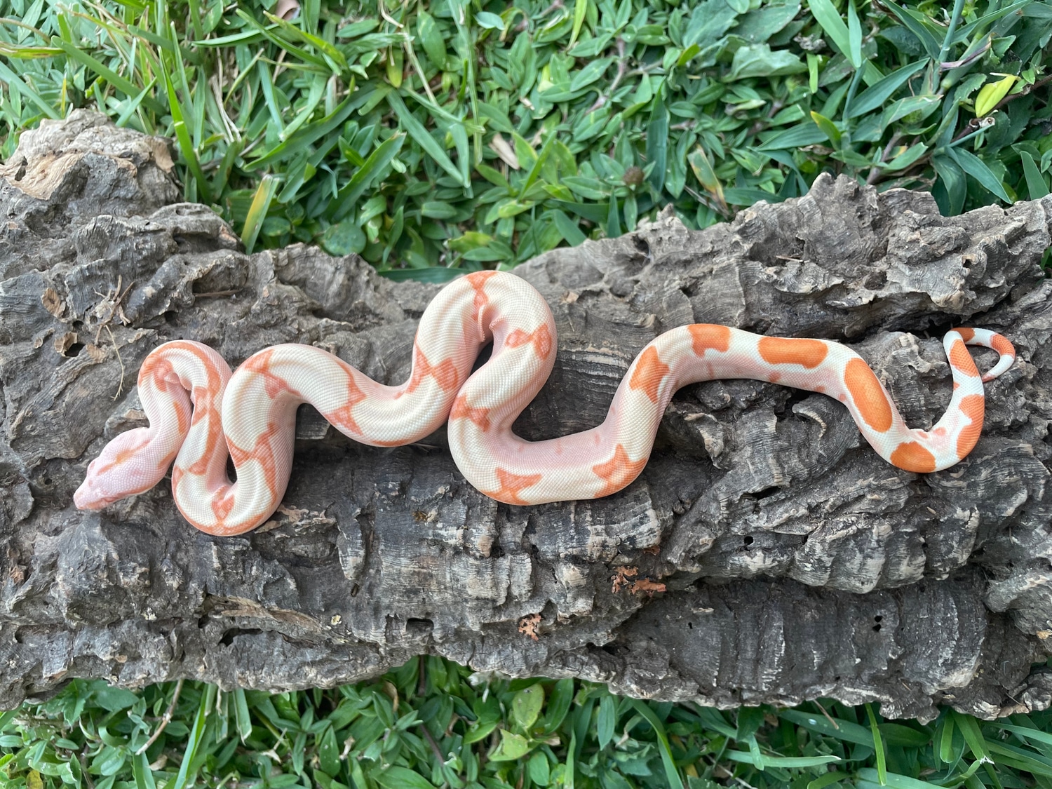 Pos Super Sunglow Jungle 50% Blood Boa Constrictor by TopGun Boas ...