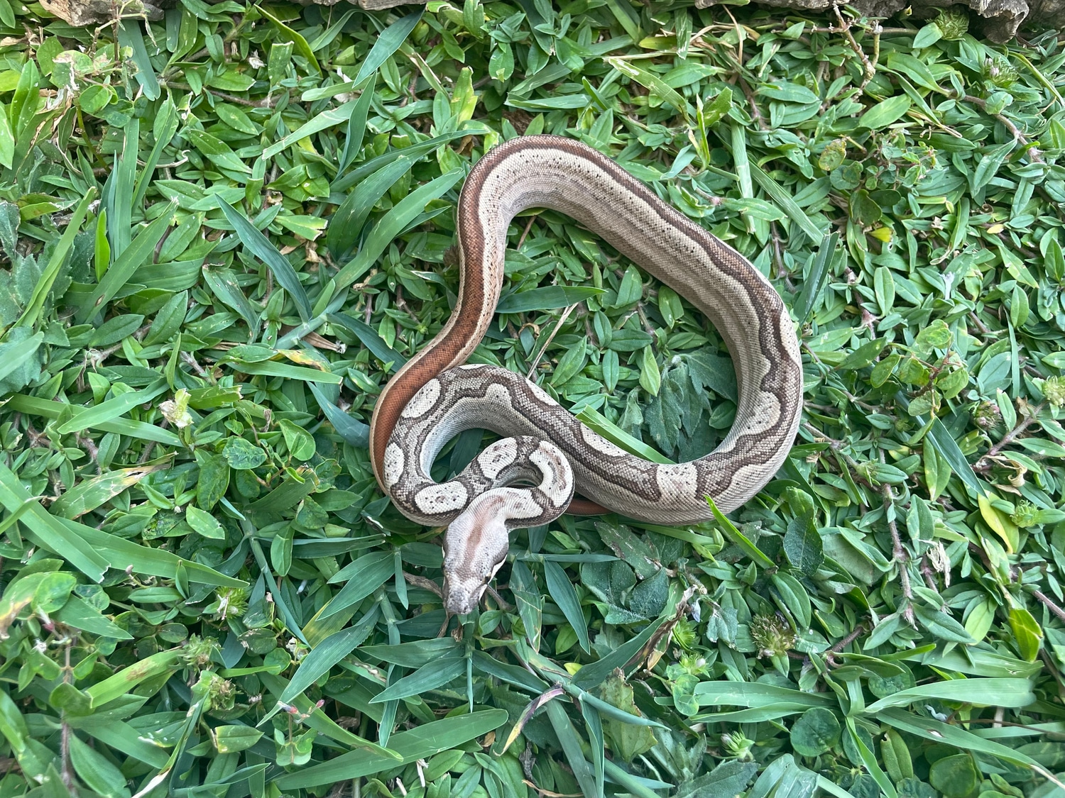 Motley Jungle 100% Het Albino 50% Het Blood Boa Constrictor by TopGun ...