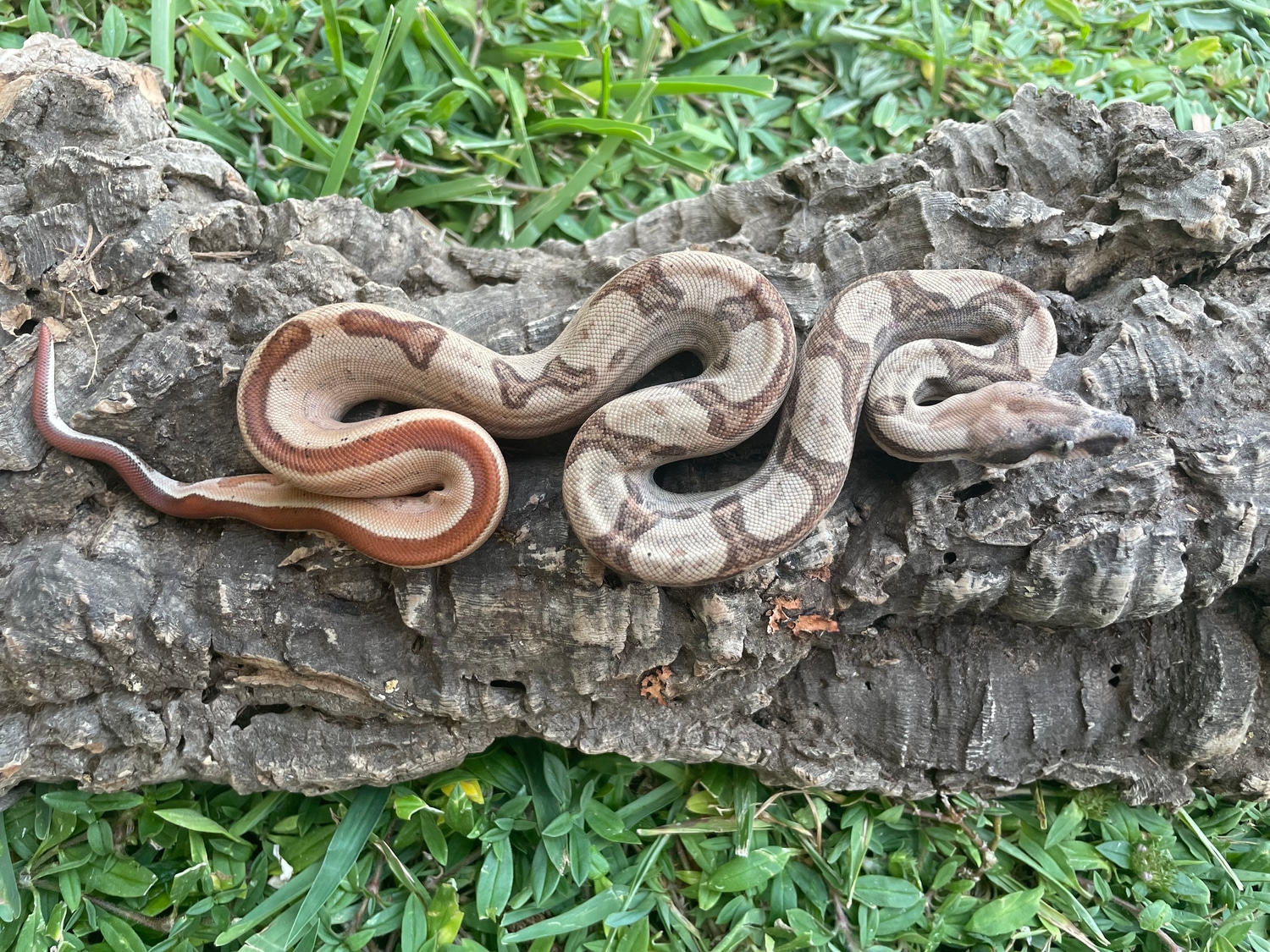 Hypo Motley Jungle 100% Het Albino 50% Het Blood Boa Constrictor by ...