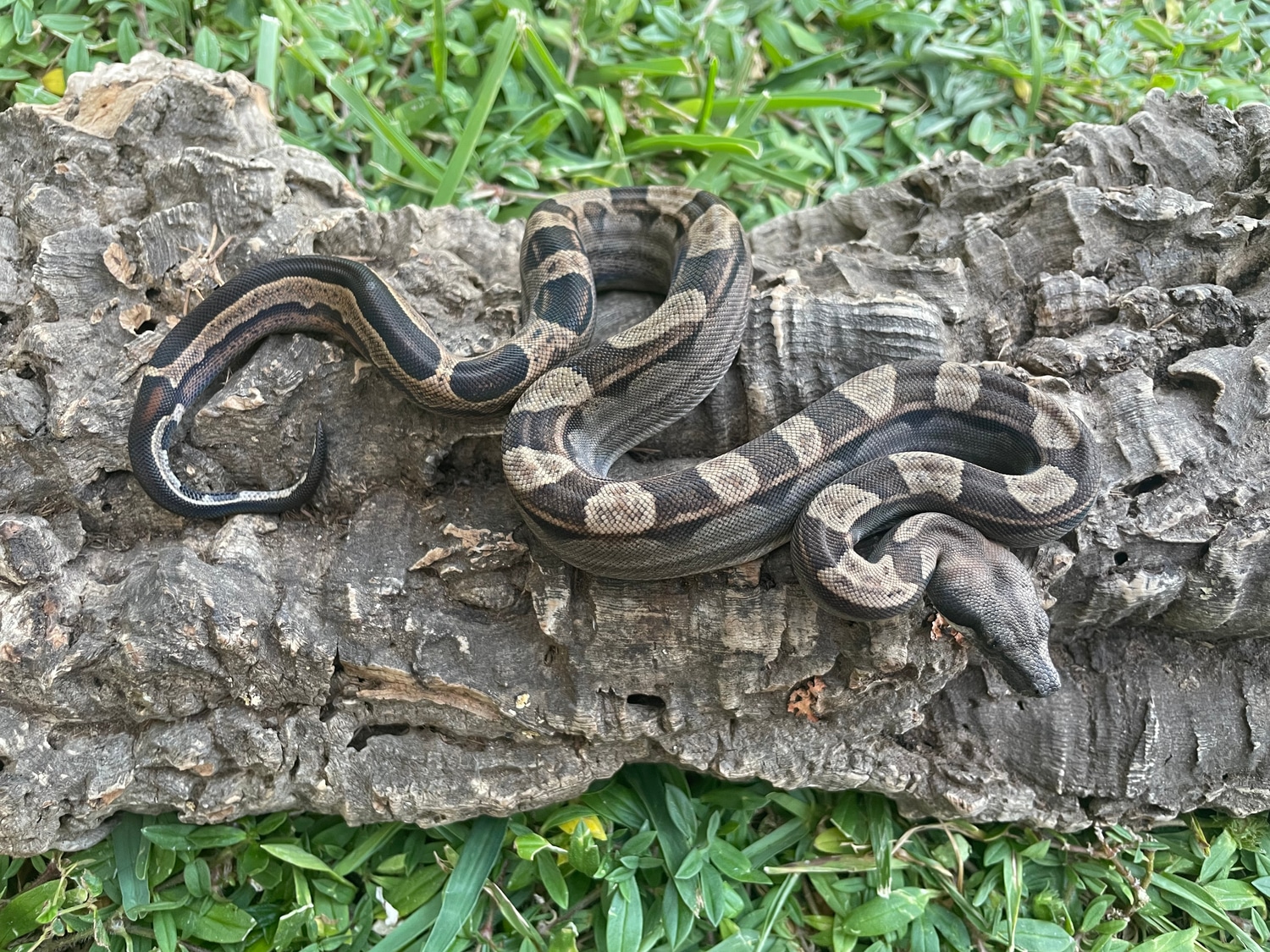 Motley Jungle 100% Het Albino 50% Het Blood Boa Constrictor by TopGun ...