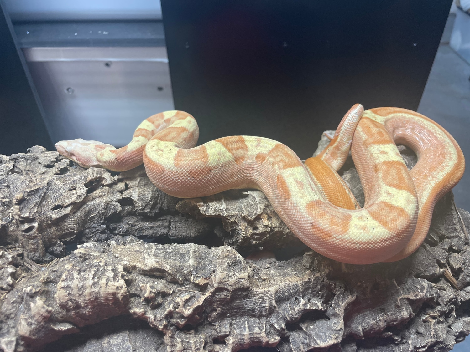 RC Pastel Sunglow Motley VPI Boa Constrictor by TopGun Boas - MorphMarket