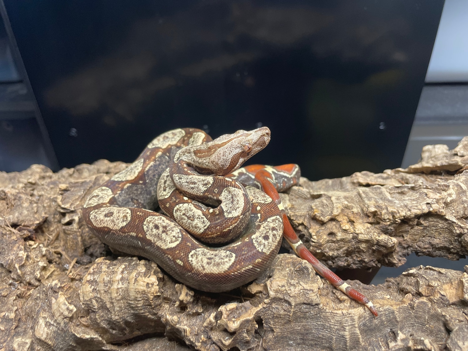 Img Vpi Boa Constrictor by TopGun Boas - MorphMarket