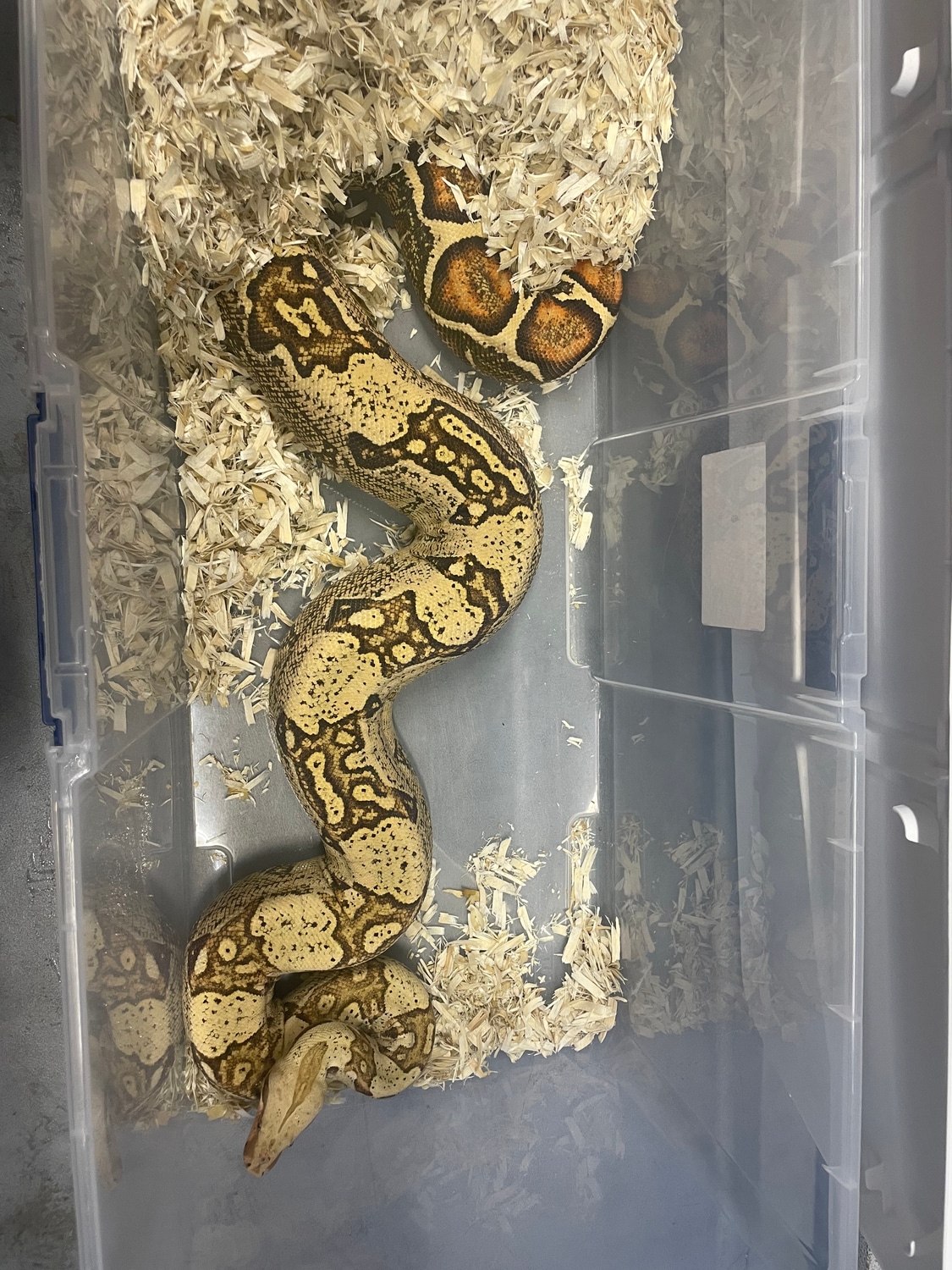 VPI Ready To Breed Boa Constrictor by TopGun Boas - MorphMarket