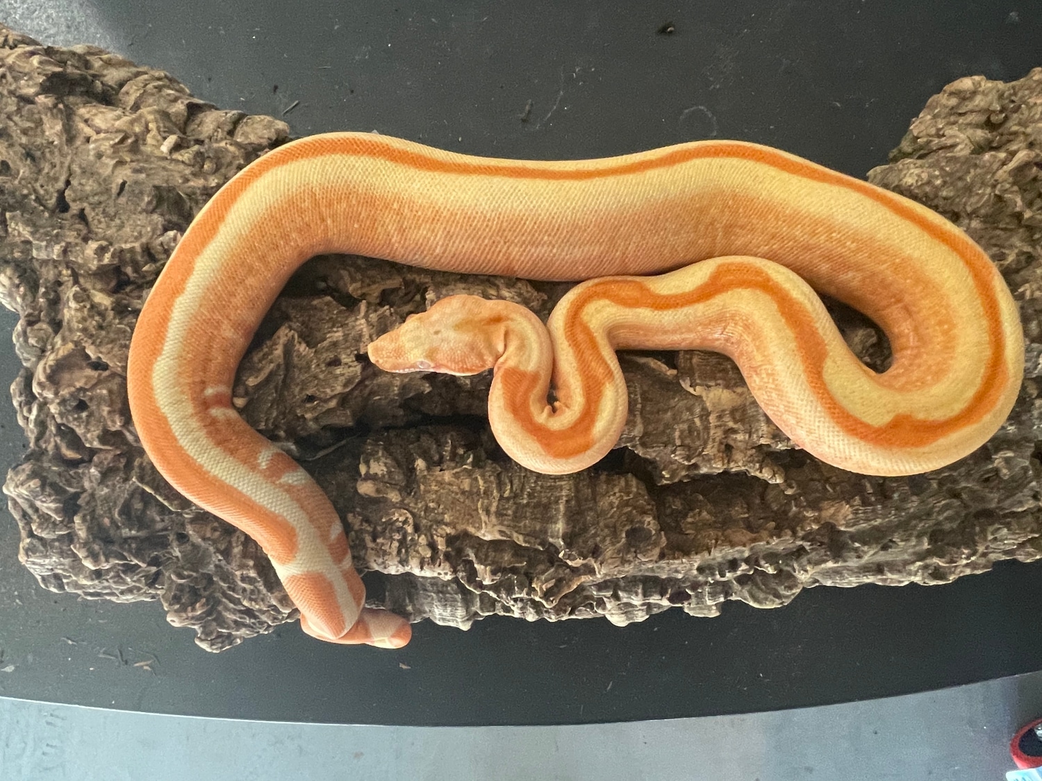 Sunglow Aby Jungle Boa Constrictor by TopGun Boas - MorphMarket