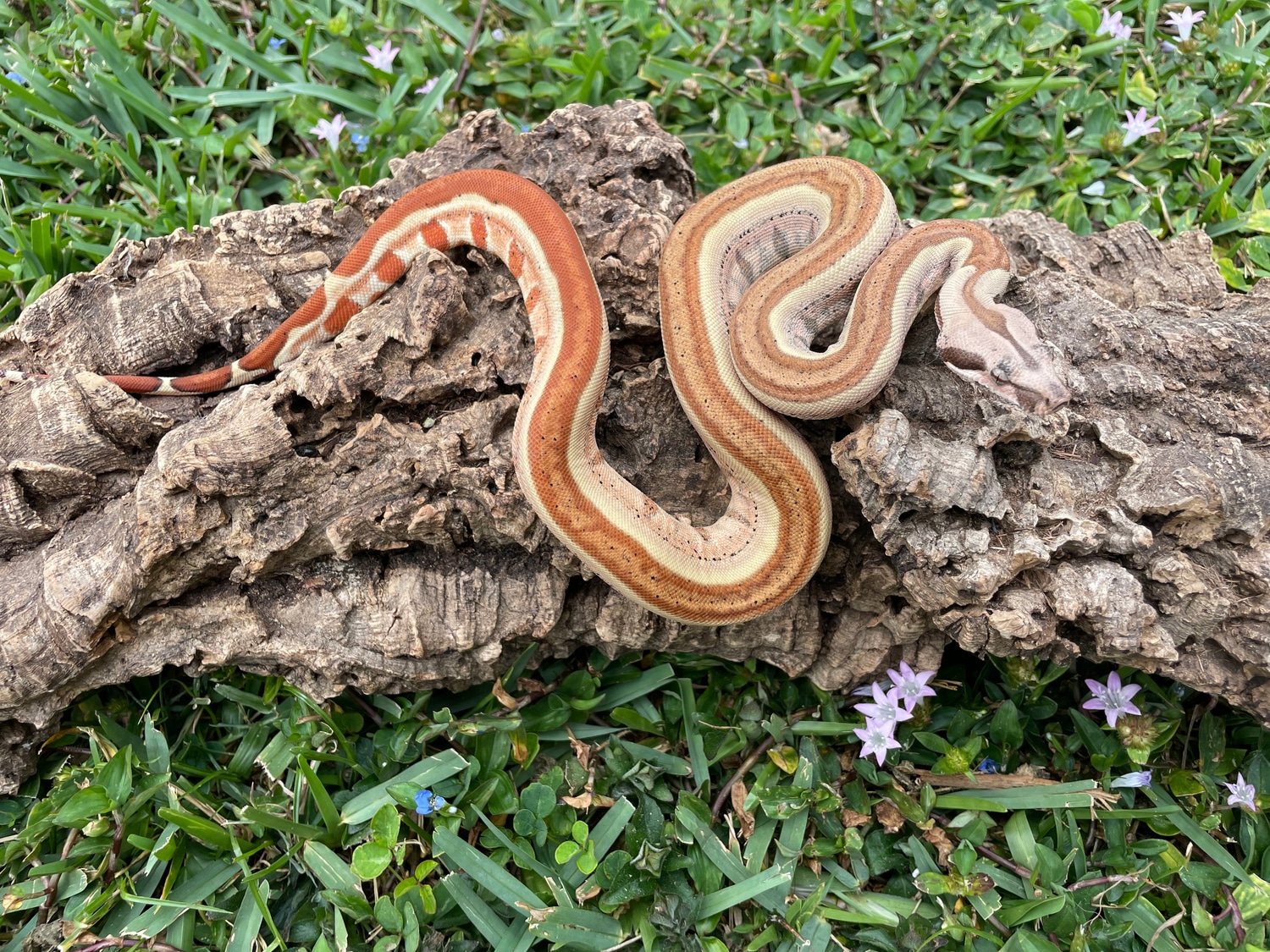 Lipstick Hypo Jungle Het Albino Boa Constrictor by TopGun Boas ...