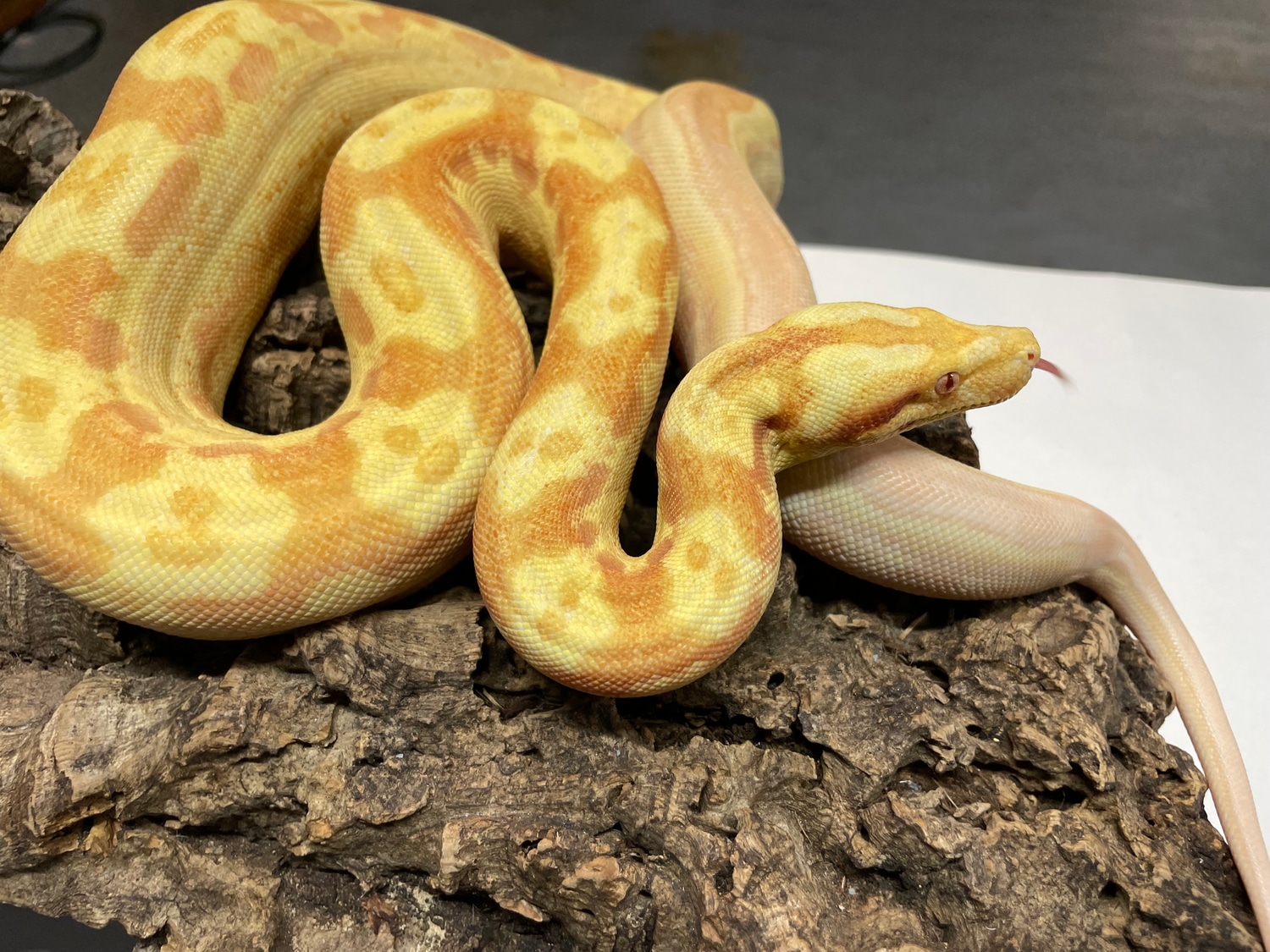 IMG Sunglow Motley Jungle Boa Constrictor by TopGun Boas - MorphMarket