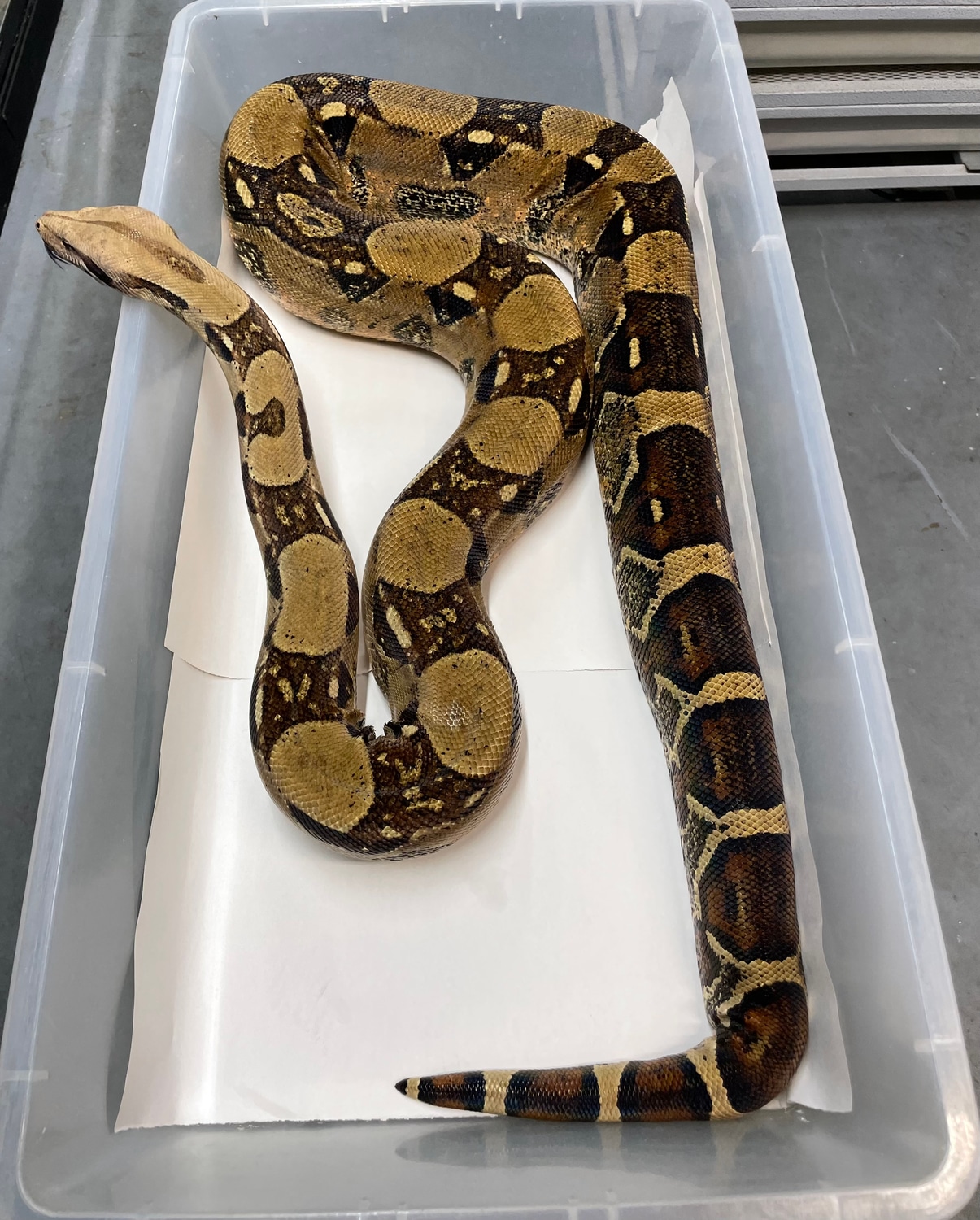 Proven Pastel Boa Constrictor by TopGun Boas - MorphMarket