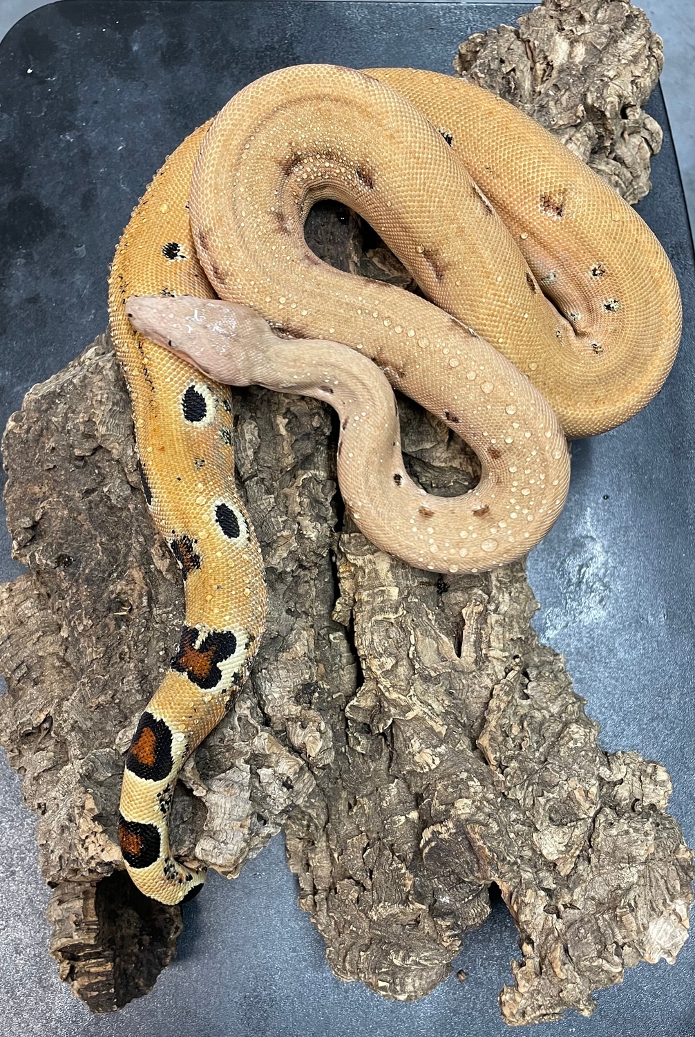 Aby Scoria Boa Constrictor by TopGun Boas - MorphMarket