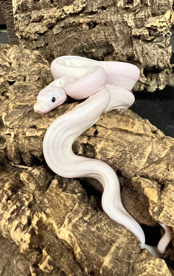 Super Fire Boa Constrictor by TopGun Boas